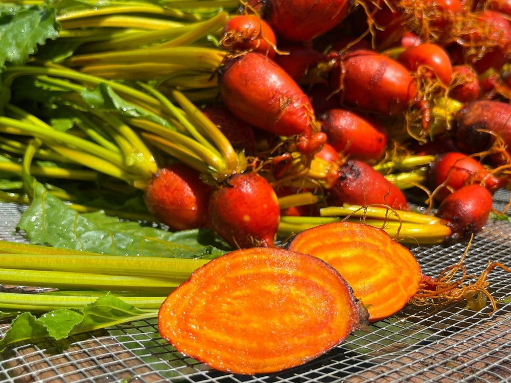 Badger Flame Beet Seeds