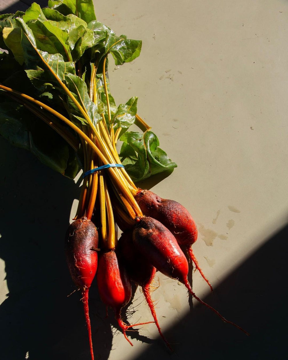 Badger Flame Beet Seeds