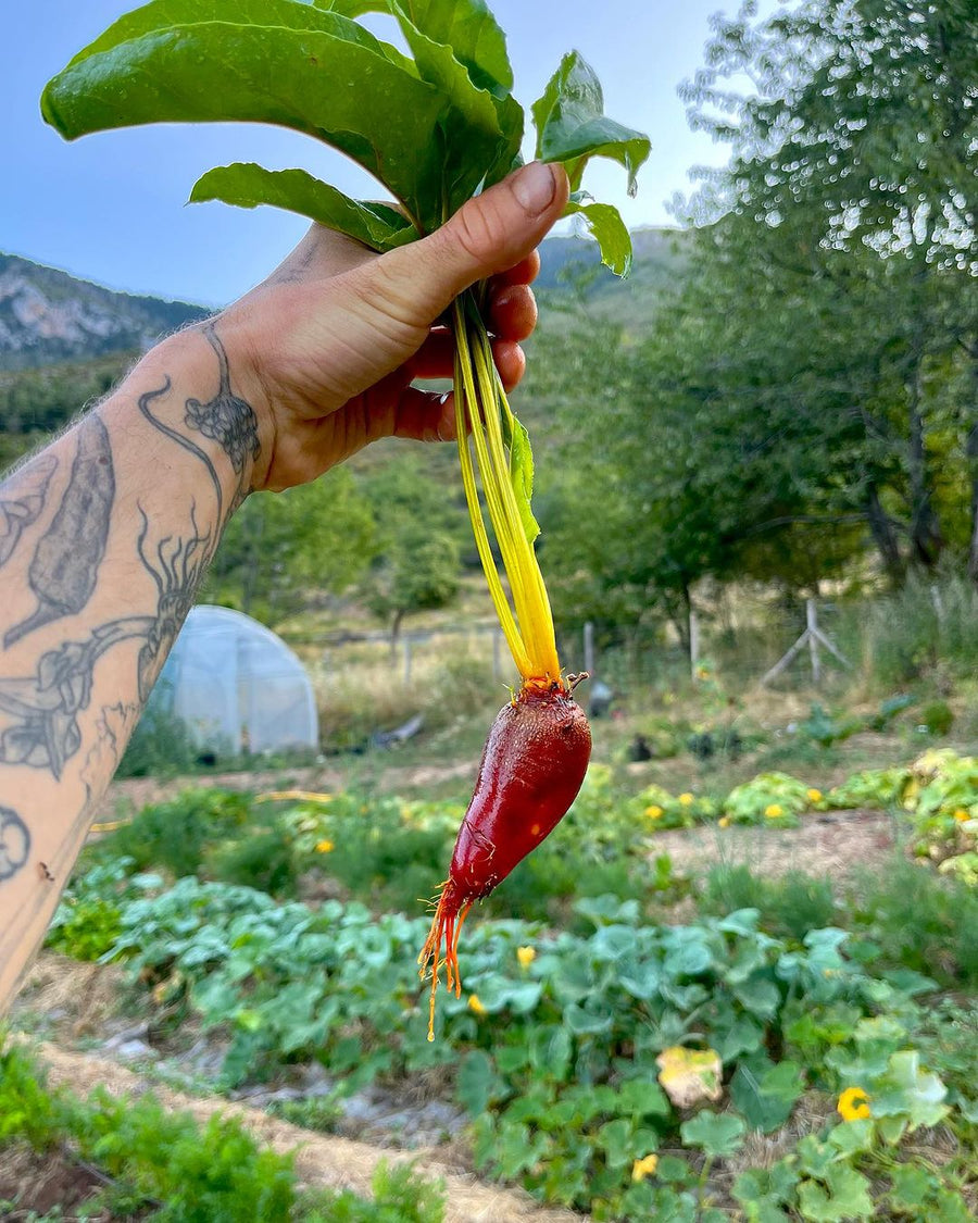 Badger Flame Beet Seeds