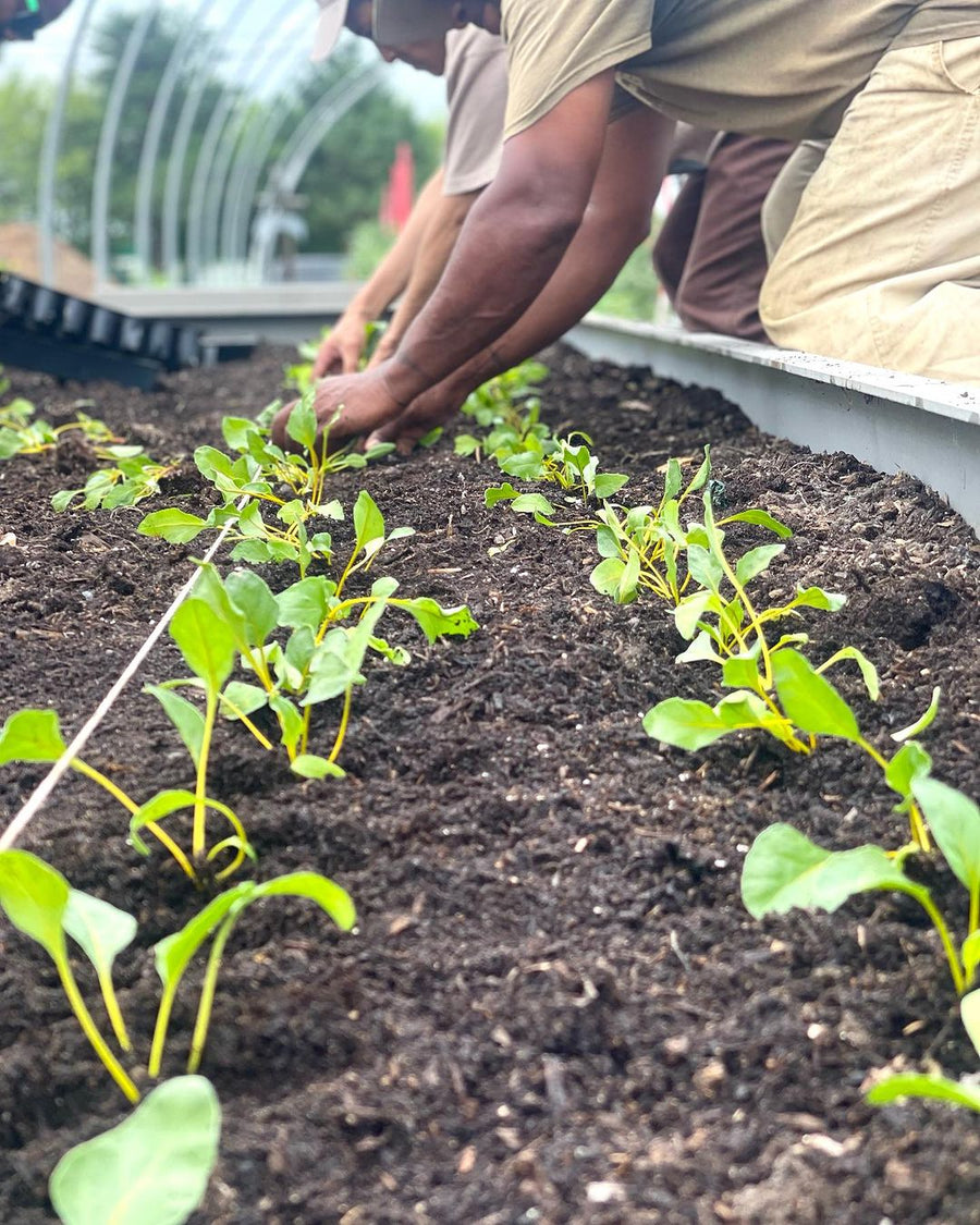 Badger Flame Beet Seeds