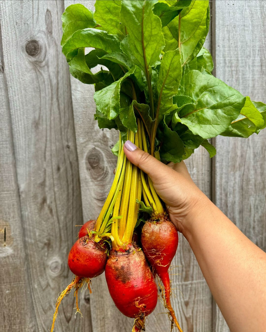 Badger Flame Beet Seeds