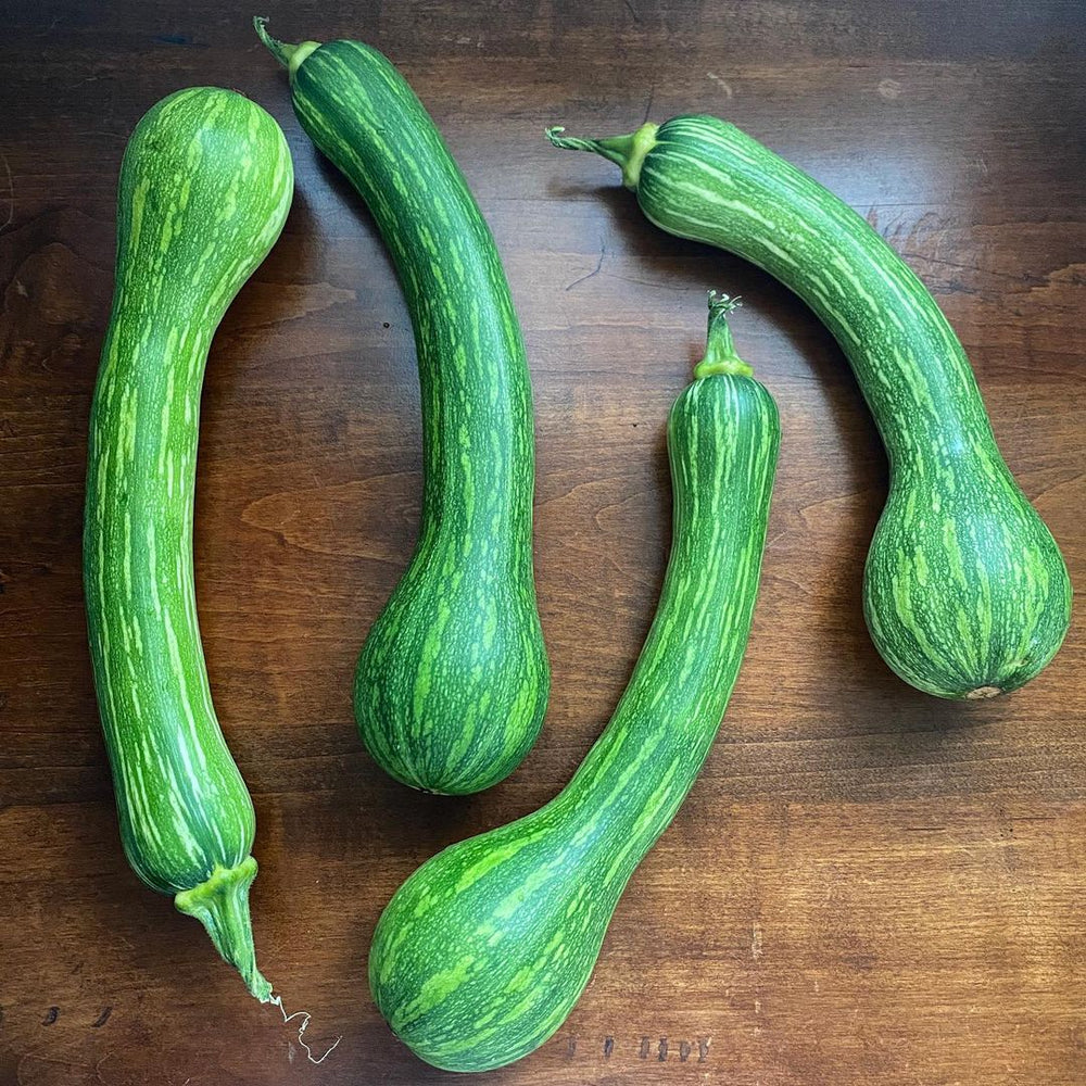 Centercut Squash Seeds