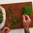 Delfino Cilantro Seeds