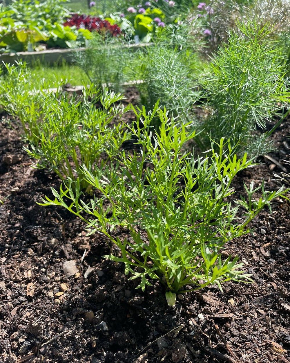 Delfino Cilantro Seeds