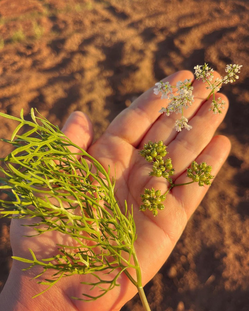 Delfino Cilantro Seeds