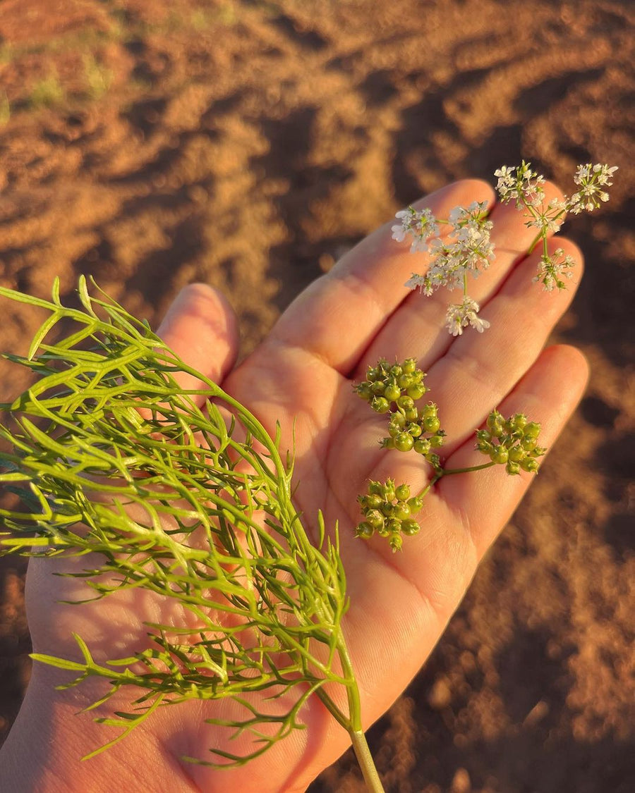 Delfino Cilantro Seeds