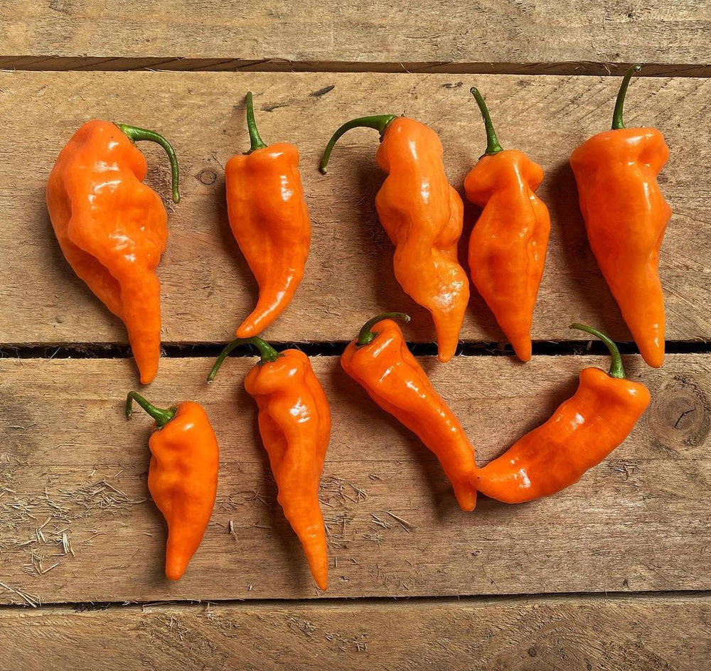 Habanada Pepper Seeds