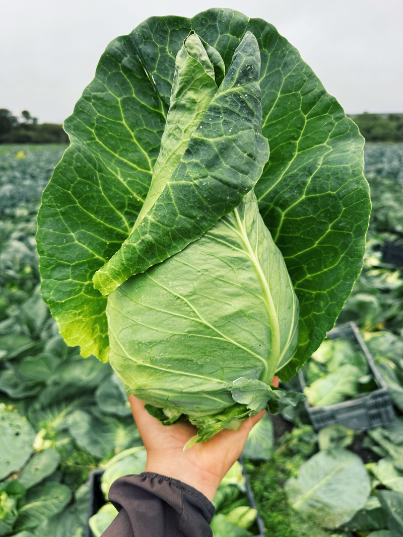 Sugarcone Cabbage