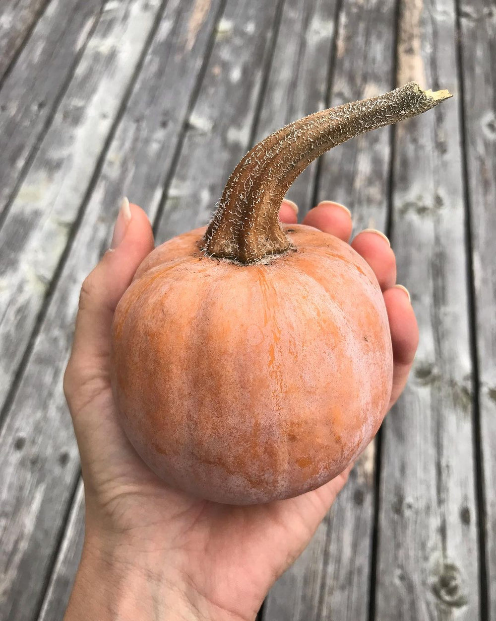Lodi Squash Seeds
