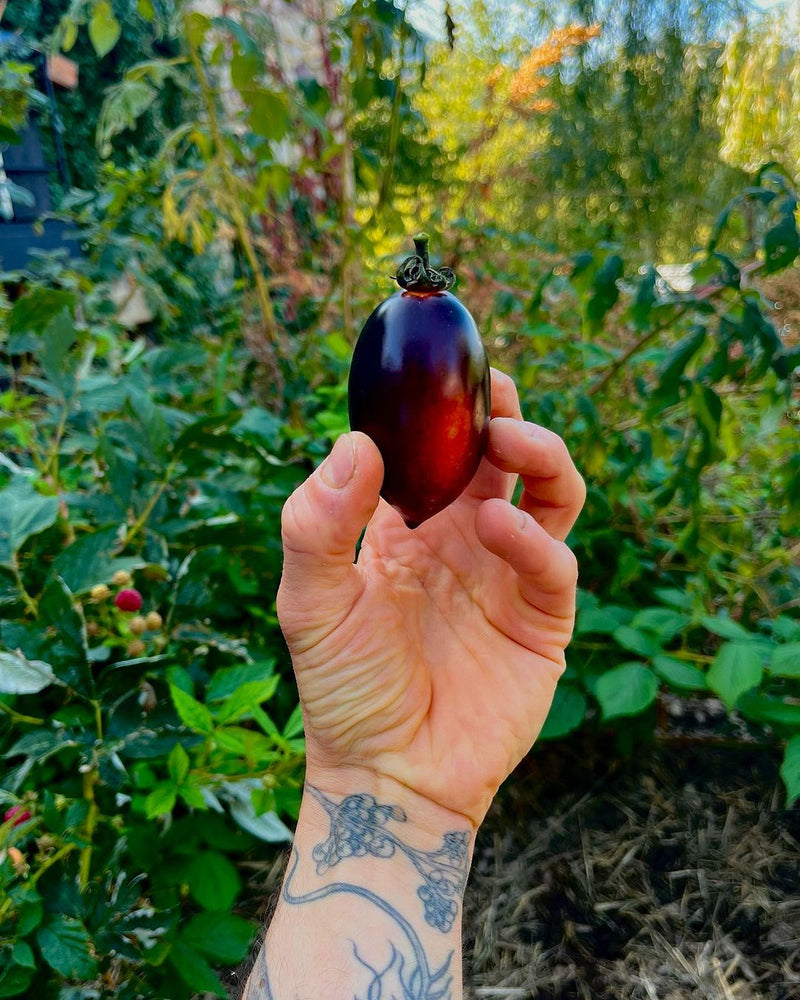 Midnight Roma Tomato