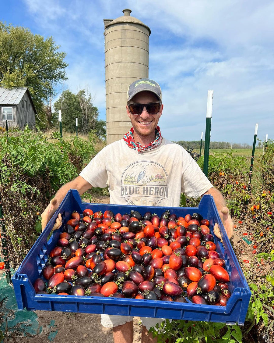 Midnight Roma Tomato Seeds