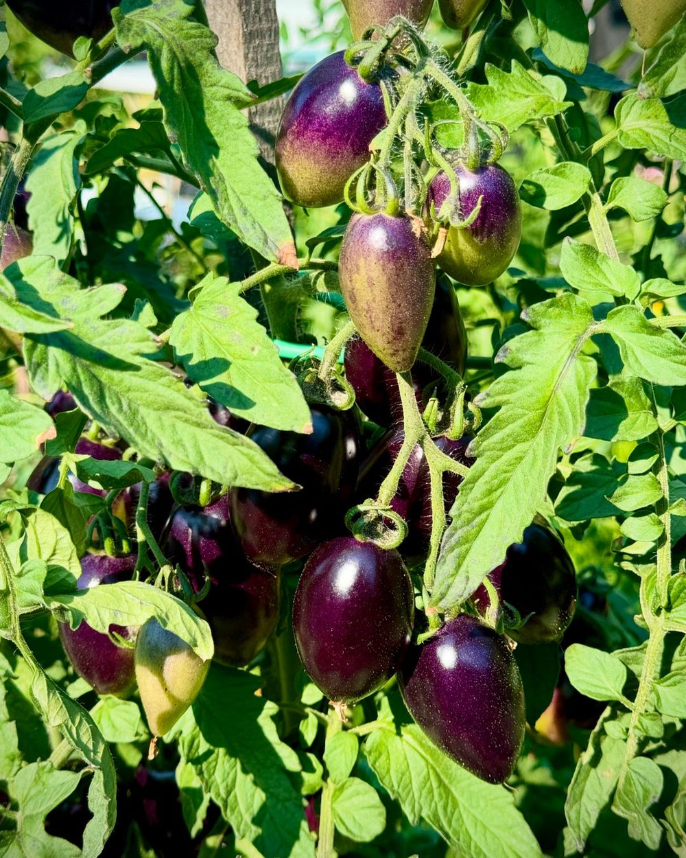 Midnight Roma Tomato Seeds