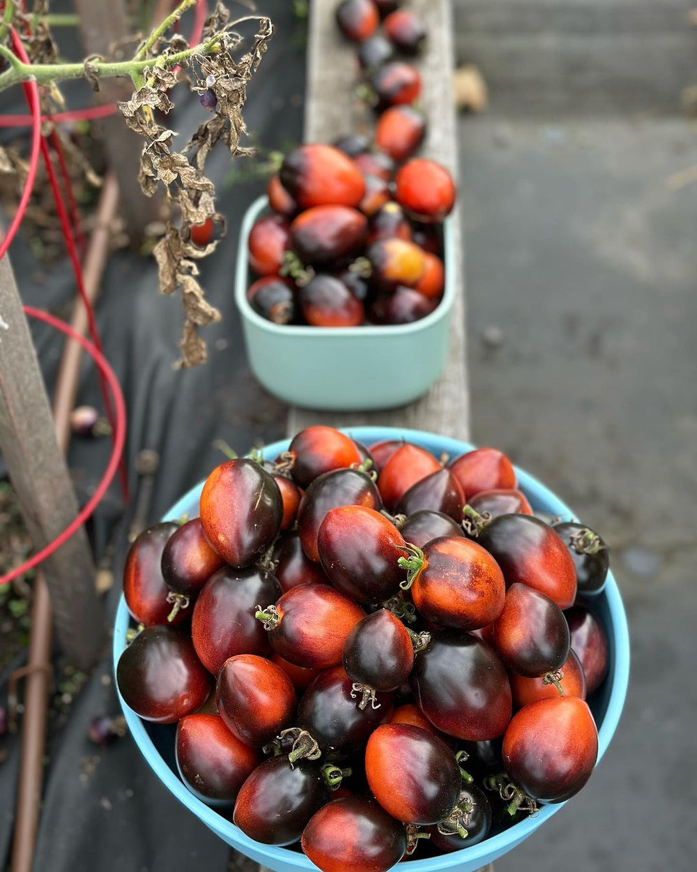 Midnight Roma Tomato Seeds