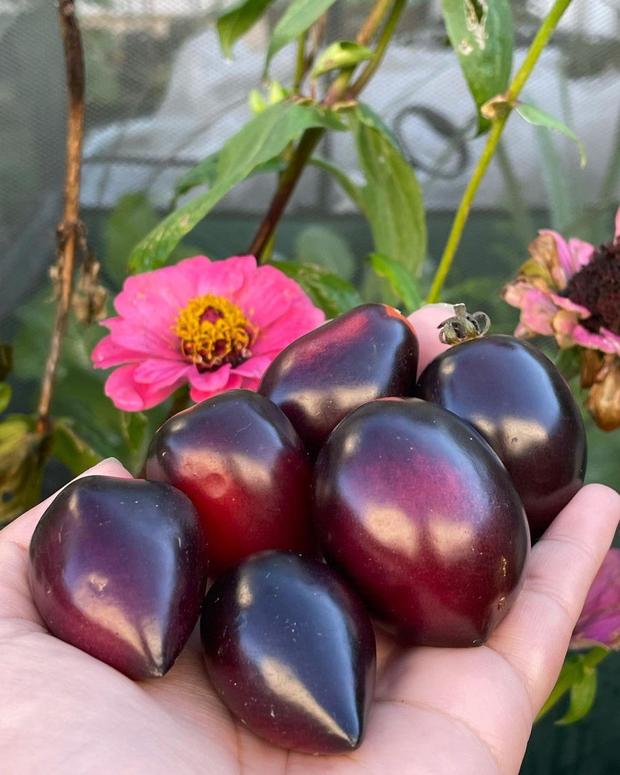 Midnight Roma Tomato Seeds