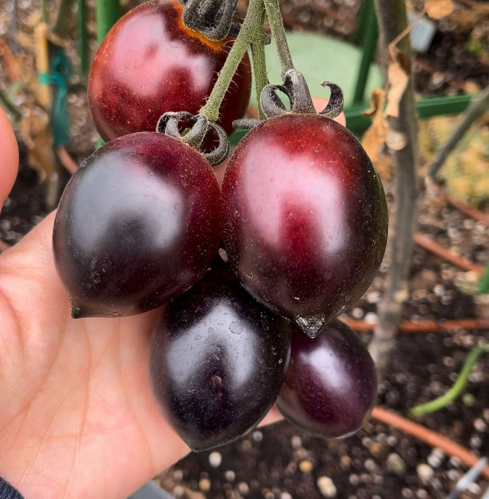 Midnight Roma Tomato Seeds