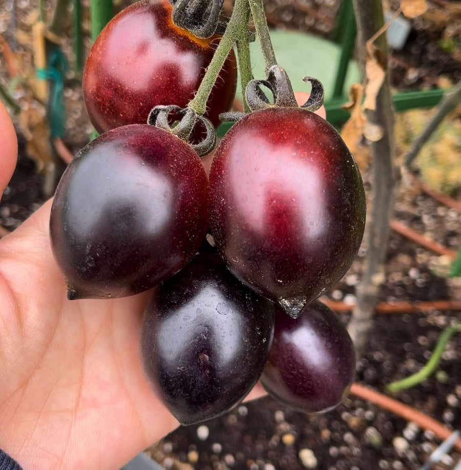 Midnight Roma Tomato Seeds