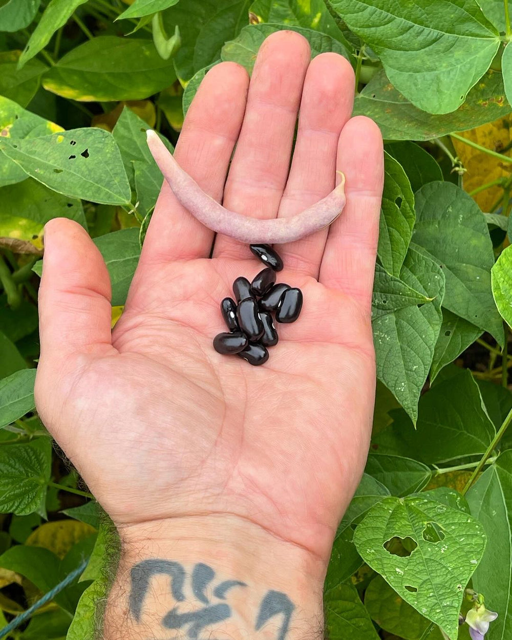 Beef-Bush Black Resilient Bean Seeds